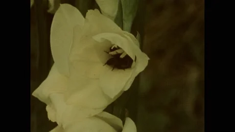1950s: bee crawling in white flower poll... | Stock Video | Pond5