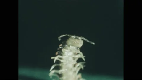 1950s: Centipede standing up. Centipede ... | Stock Video | Pond5