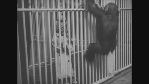 Chimps In Cages Stock Footage ~ Royalty Free Stock Videos | Pond5