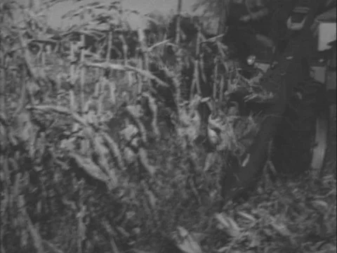 1950s - Corn is harvested, then husked b... | Stock Video | Pond5