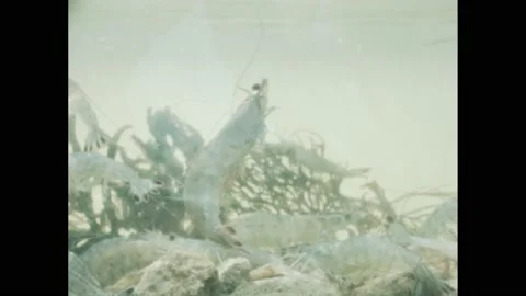 1950s: Crayfish activity underwater. | Stock Video | Pond5
