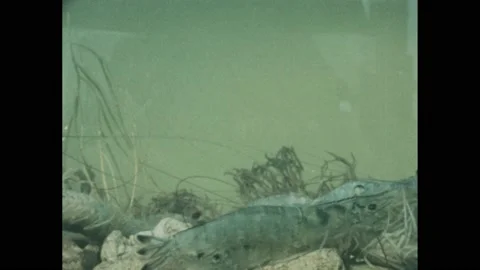 1950s: Crayfish activity underwater. | Stock Video | Pond5