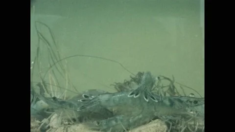 1950s: Crayfish activity underwater. | Stock Video | Pond5