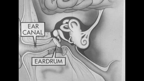 1950s: Diagram of inner ear, hand points... | Stock Video | Pond5