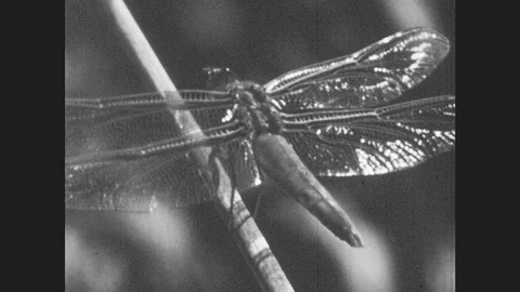 1950s: Dragonfly Sits On Stick. Moth Fl... | Stock Video | Pond5