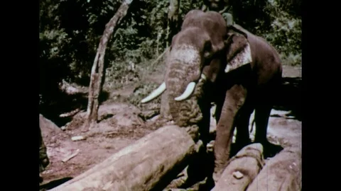 Elephant Logging Stock Footage ~ Royalty Free Stock Videos | Pond5