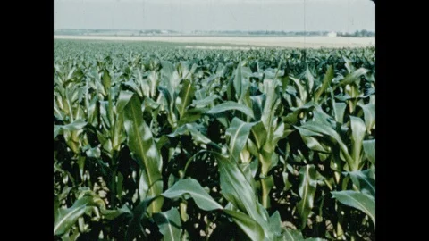 1950s: Field of corn. Field of wheat. Ca... | Stock Video | Pond5