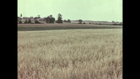 Oats Stock Footage ~ Royalty Free Stock Videos | Pond5