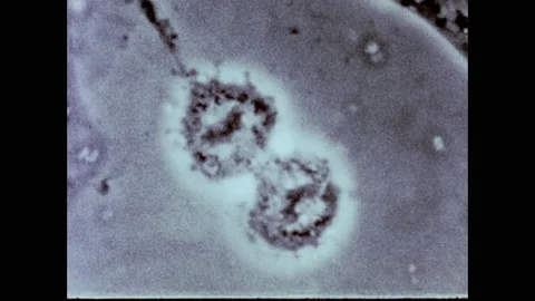 No Film Camera Stock Videos – Royalty-Free HD & 4K Videos