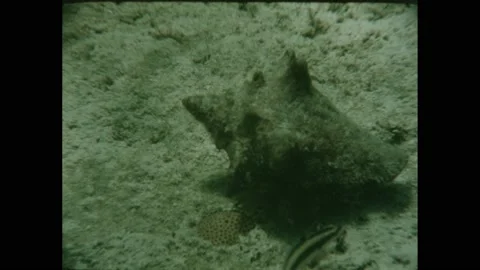 1950s: Fish swim around conch moving on ... | Stock Video | Pond5