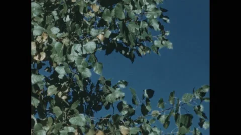 1950s: Green leaves rustling on tree aga... | Stock Video | Pond5