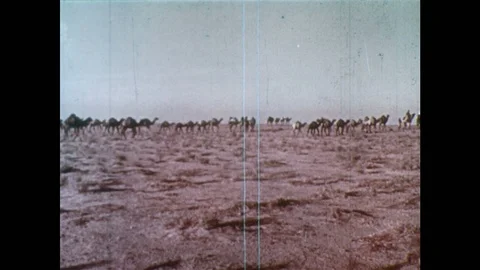 1950s: Group of camels cross desert. Cam... | Stock Video | Pond5