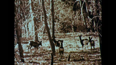 Fawn Duck Stock Footage ~ Royalty Free Stock Videos | Pond5