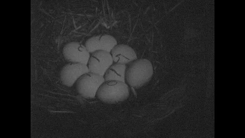 Pick Up Paets Stock Videos – Royalty-Free HD & 4K Videos