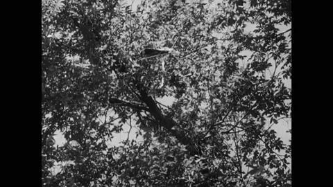 1950s: Kite in tree. Teen boy walks down... | Stock Video | Pond5