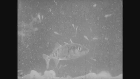 Fish Babys 1950S Stock Videos – Royalty-Free HD & 4K Videos