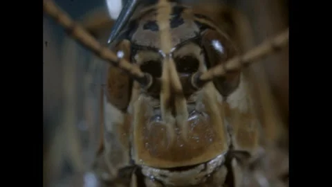 1950s: Locust face pointed at with metal... | Stock Video | Pond5