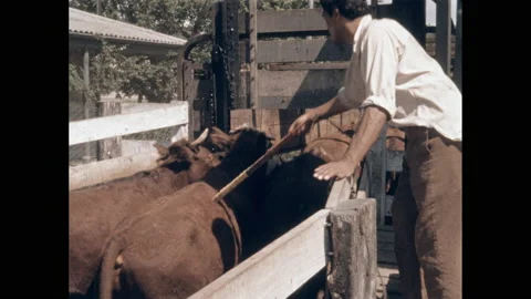Cattle Prod Stock Video Footage | Royalty Free Cattle Prod Videos | Pond5