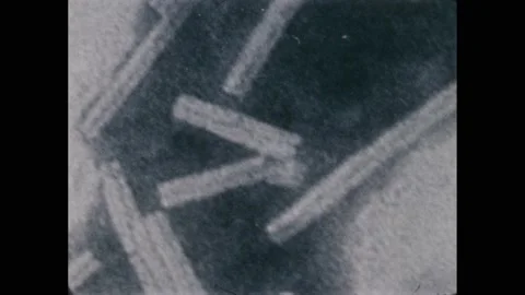 1950s: Microscopic view of long bacteria... | Stock Video | Pond5
