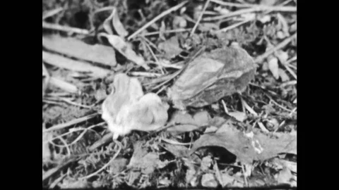 1950s: Moth crawling from cocoon. Bird i... | Stock Video | Pond5