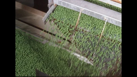 1950s: Peas drop out of chute dividers o... | Stock Video | Pond5
