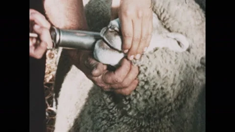 1950s: People feed sheep. Youth talks. M... | Stock Video | Pond5