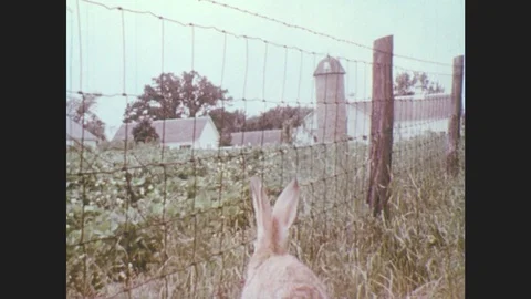 1950s: Rabbit at fence next to farm. Rab... | Stock Video | Pond5