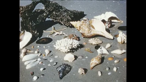 1950s: Seashells on beach. Man holds sea... | Stock Video | Pond5