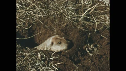 1950s: small rodent digging burrow in di... | Stock Video | Pond5