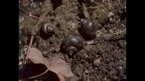 1950s: Snails in mud by stream. Algae in... | Stock Video | Pond5