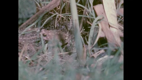 1950s: Snake approaches toad, toad moves... | Stock Video | Pond5