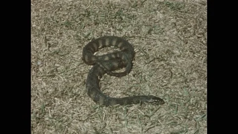 1950s: Snake coiled on grass. Snake sli... | Stock Video | Pond5