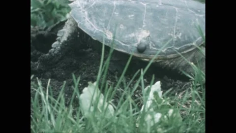 1950s: Snapping turtle digs in the soil ... | Stock Video | Pond5