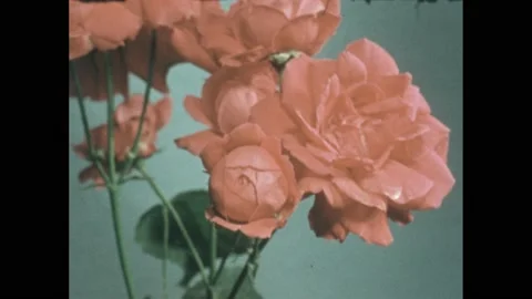 1950s: Time-lapse of a blooming rose bus... | Stock Video | Pond5