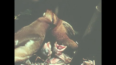 Two Bird Nest Stock Videos – Royalty-Free HD & 4K Videos