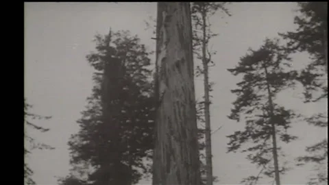 1950s US Cutting Down Tall Tree | Stock Video | Pond5