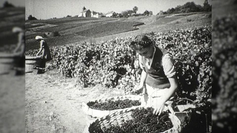 Winemaker Film Stock Videos – Royalty-Free HD & 4K Videos