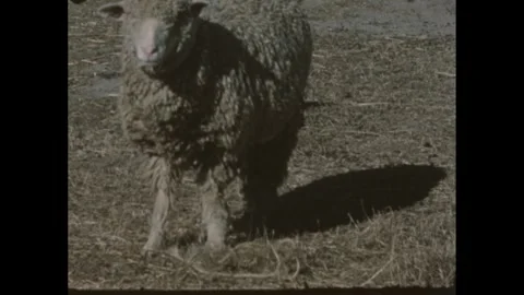 1950s: Young sheep run around in enclosu... | Stock Video | Pond5
