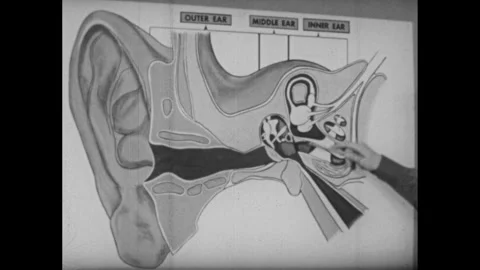 1950s:Hand points to diagram of ear. Wom... | Stock Video | Pond5