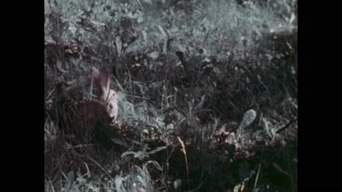 1950s:Hands release rabbit onto grass. R... | Stock Video | Pond5