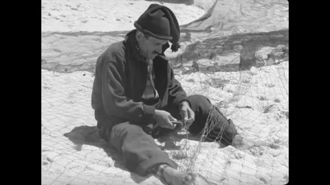 Ox Team Stock Footage ~ Royalty Free Stock Videos | Pond5