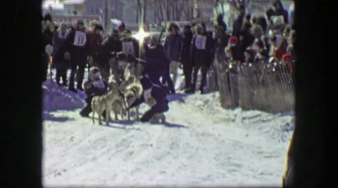 Dog Sled Race Stock Videos – Royalty-Free HD & 4K Videos