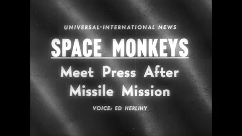 Monkeys Stock Videos – Royalty-Free HD & 4K Videos