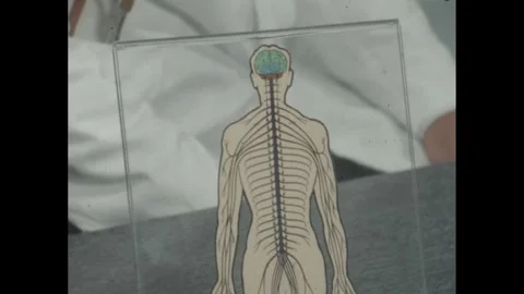 1960s: Acrylic model of human nervous sy... | Stock Video | Pond5