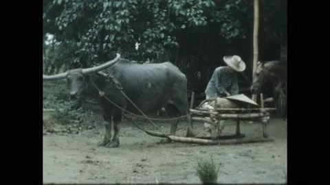 1960s: Barefoot man rides water buffalo,... | Stock Video | Pond5