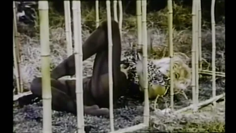 1920S Burlesque Stock Videos – Royalty-Free HD & 4K Videos