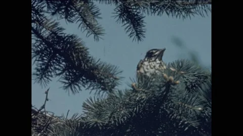 1960s: Bird sits in conifer tree as wind... | Stock Video | Pond5