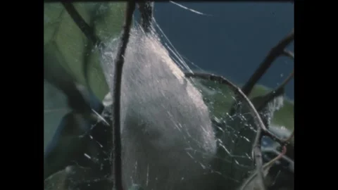1960s: Caterpillar inside chrysalis. | Stock Video | Pond5