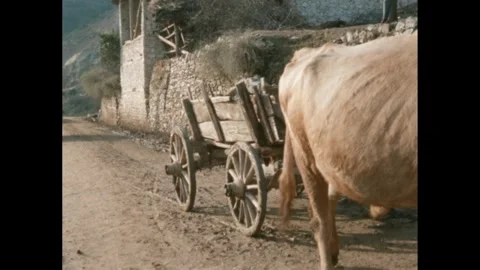 1960s: Cattle pull wagon behind man on d... | Stock Video | Pond5