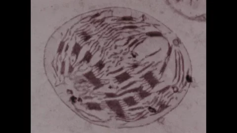 1960s: Cells. Animation of stacked obje... | Stock Video | Pond5